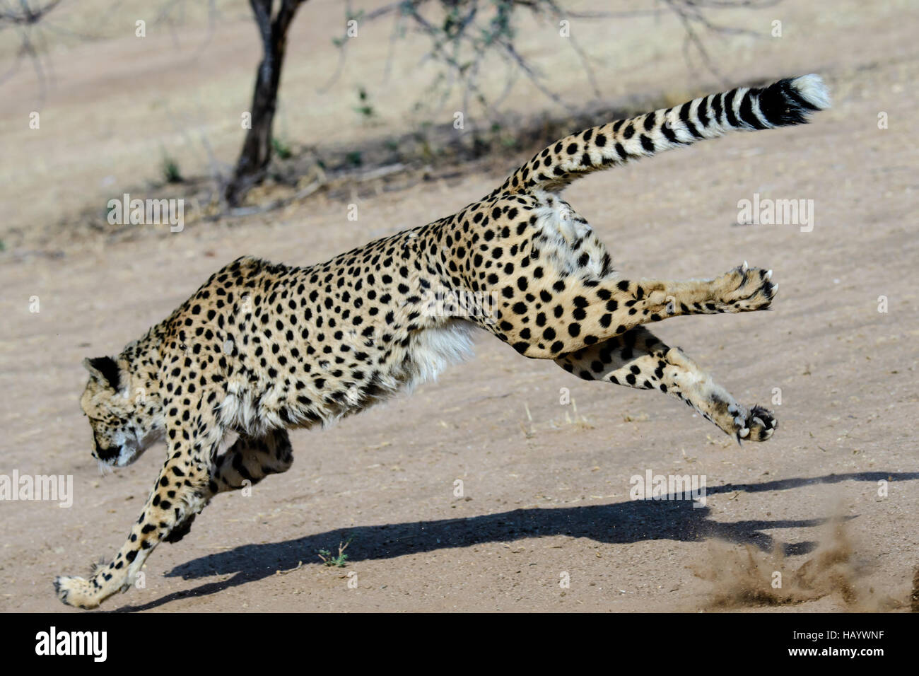 Cheetah and its shadow running past at speed Stock Photo - Alamy