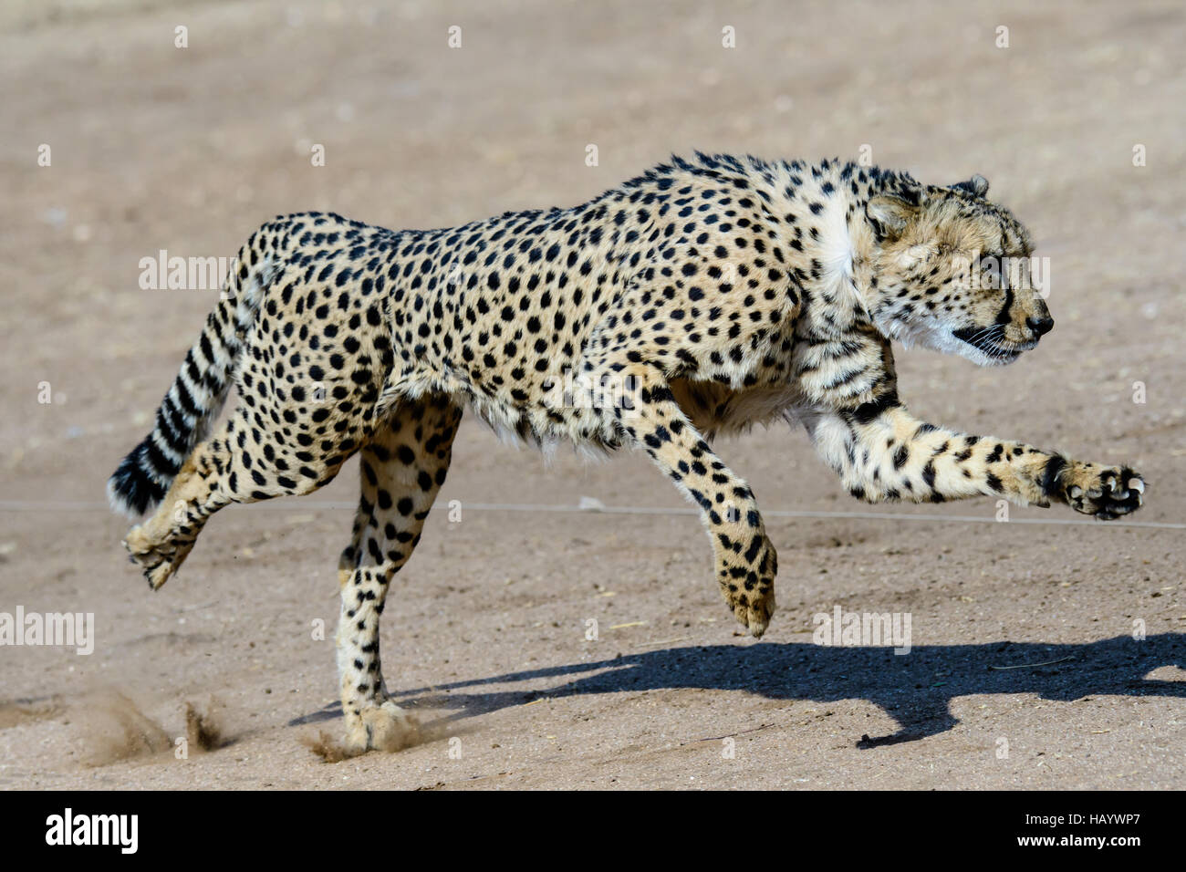 Cheetah running at full speed namibia hi-res stock photography and ...