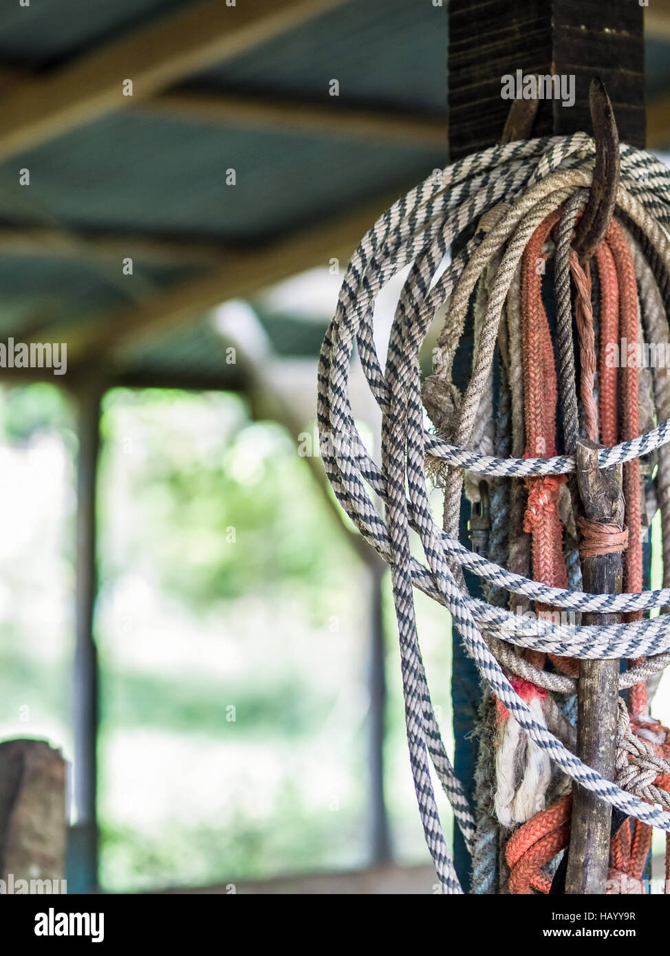 Rope Lasso Hanging in Barn Stock Photo - Alamy