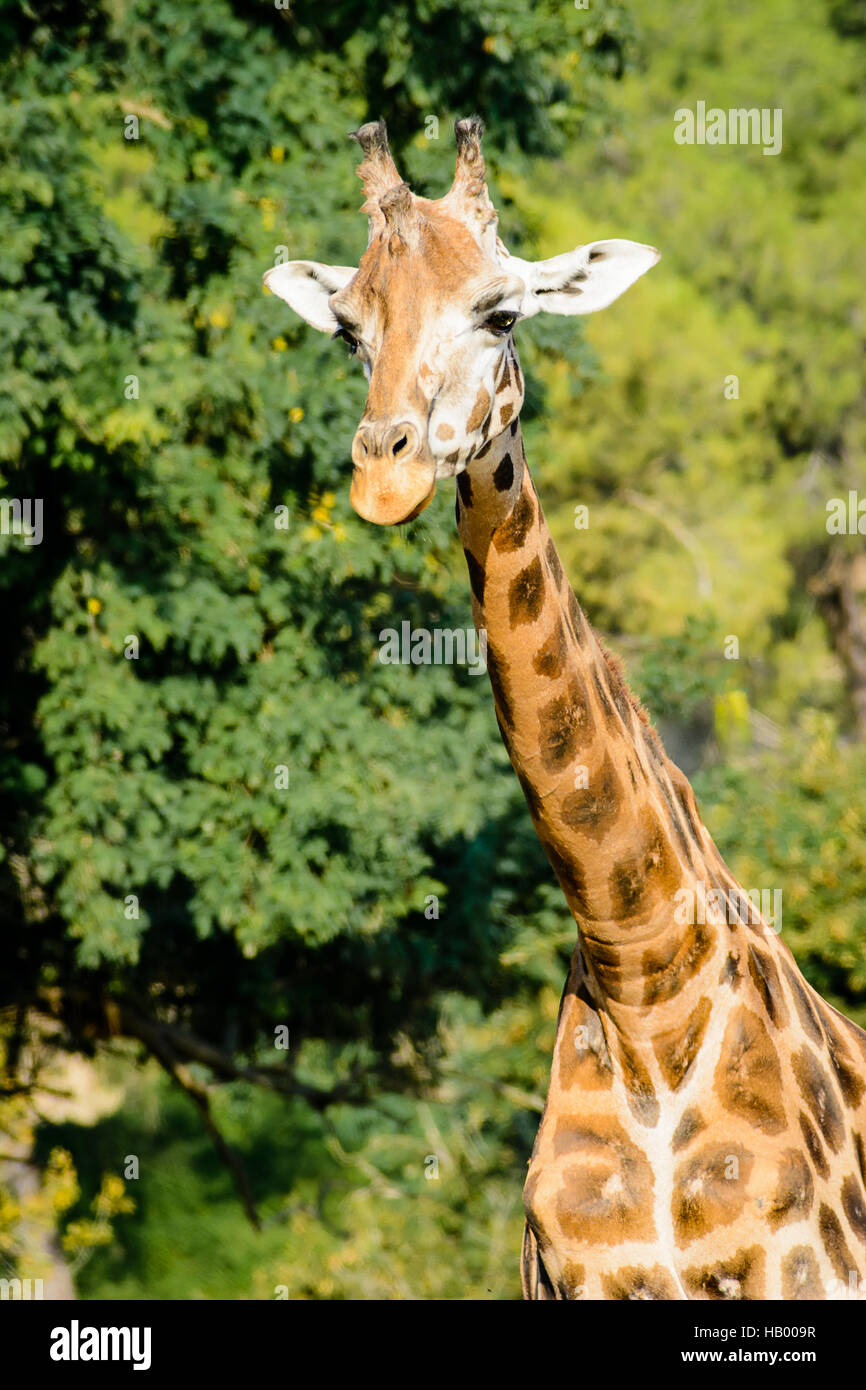 Giraffe im wald hi-res stock photography and images - Alamy Giraffe im wald hi-res stock photography and images - Alamy