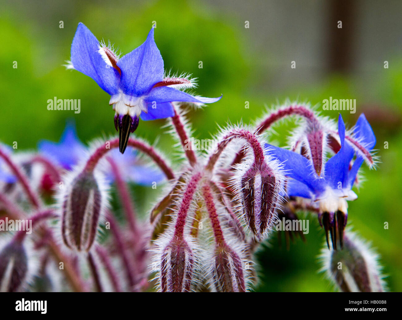 Borretsch hi-res stock photography and images - Alamy