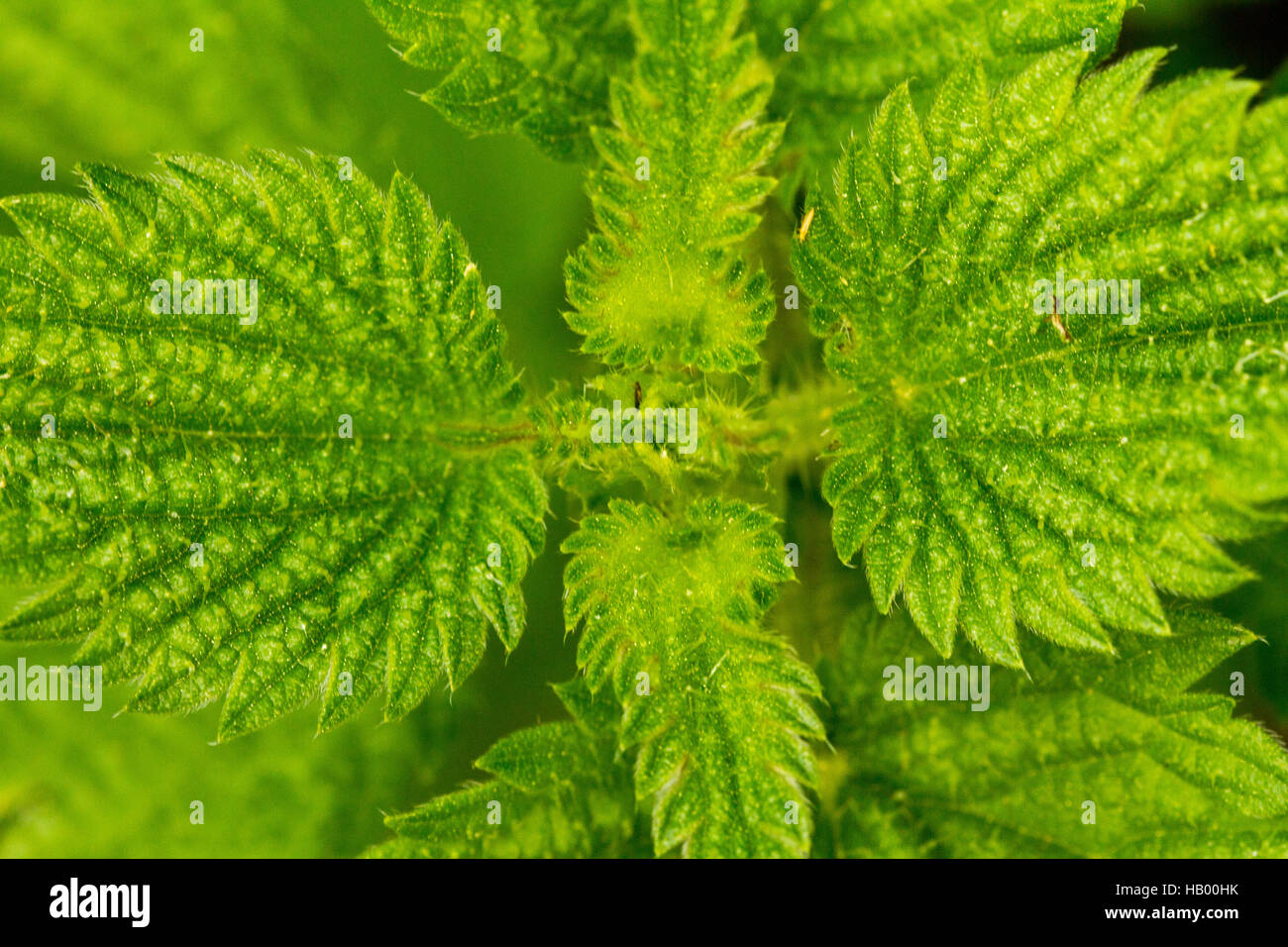 Brennnessel hi-res stock photography and images - Alamy