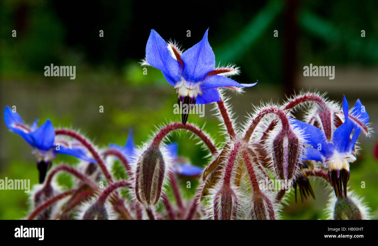 Borretsch hi-res stock photography and images - Alamy