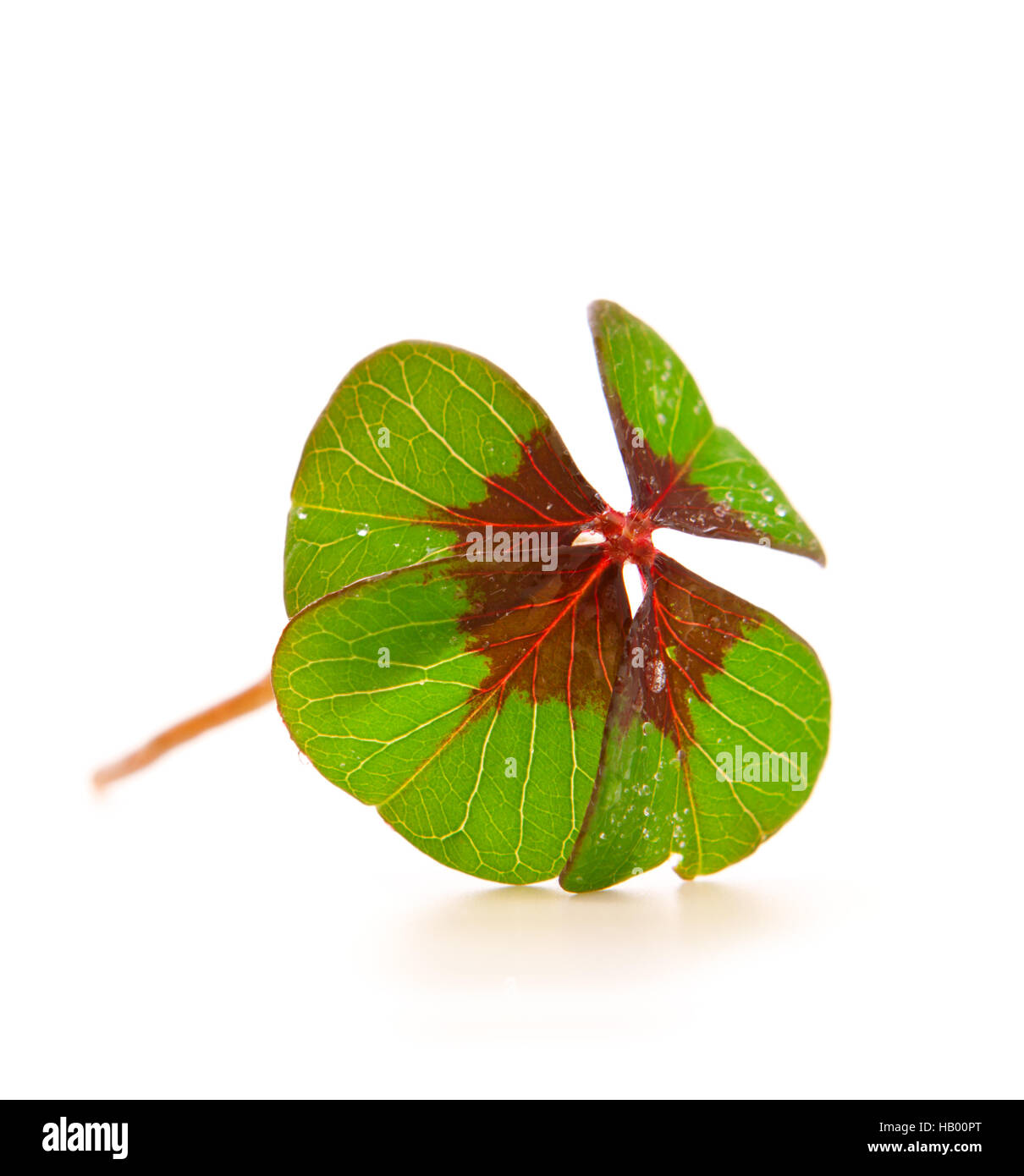 Three leaf cloverleaf hi-res stock photography and images - Alamy