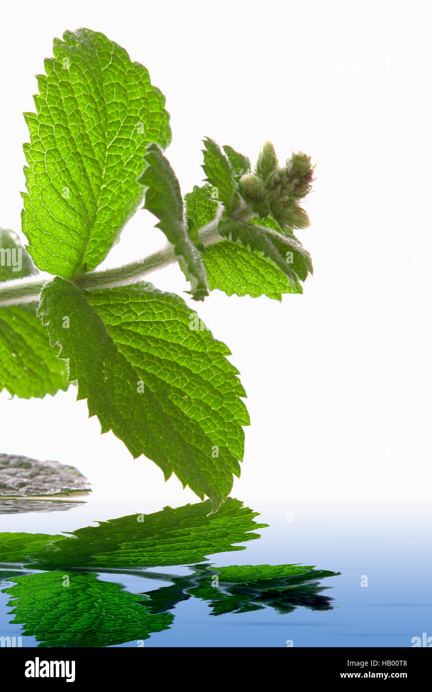 Peppermint plant hi-res stock photography and images - Alamy