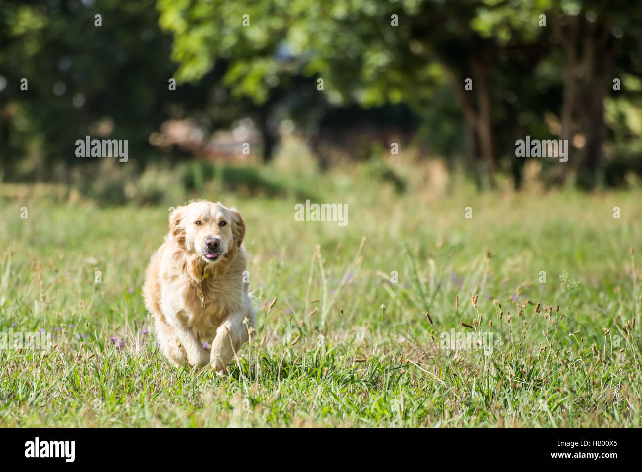 Golden Retriever Running Stock Photo - Alamy