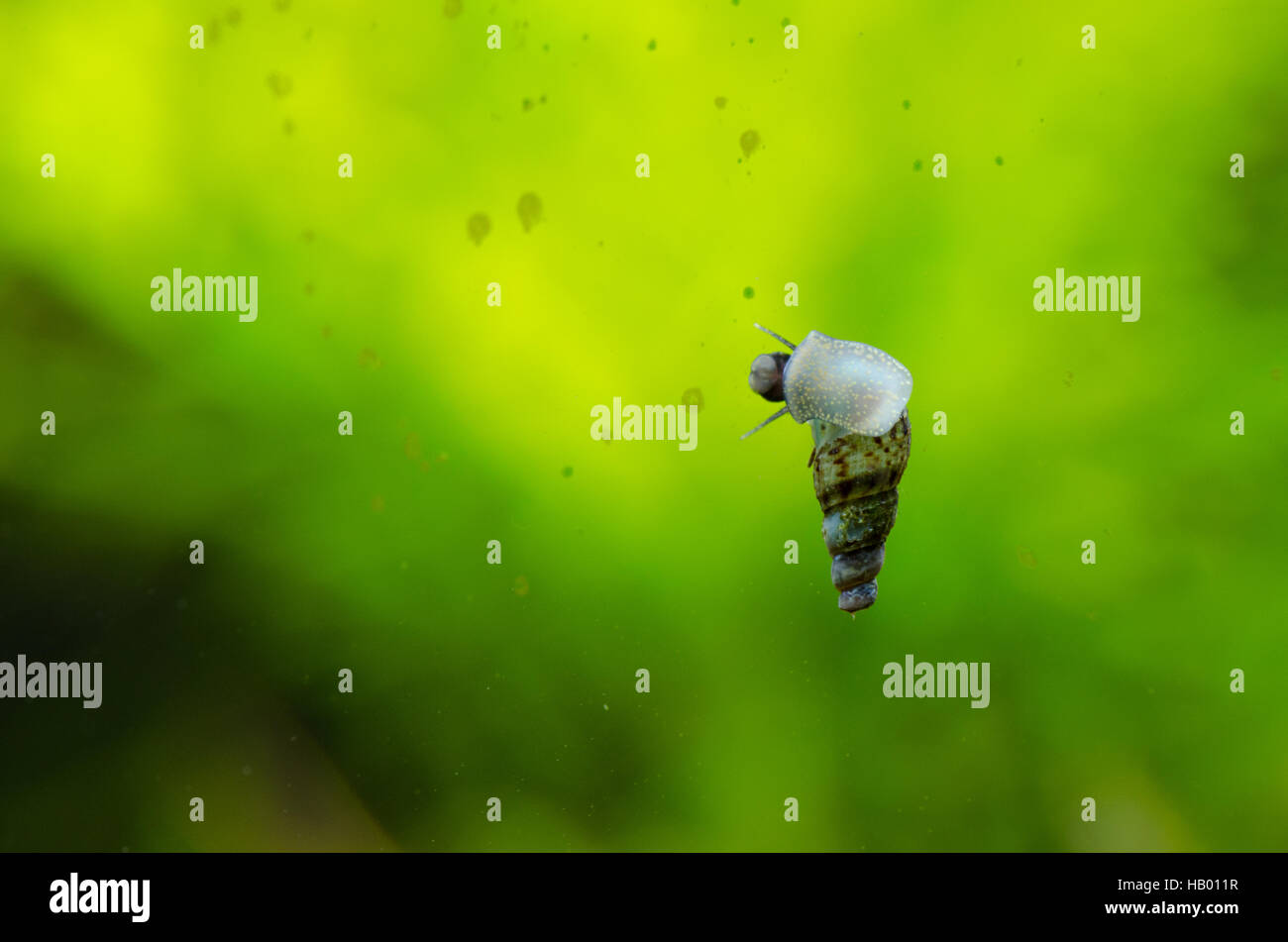 Malaysian Trumpet Snail Stock Photo - Alamy