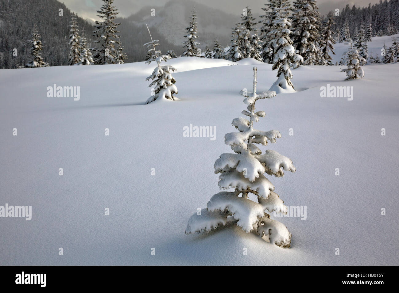 Trees poking hi-res stock photography and images - Alamy