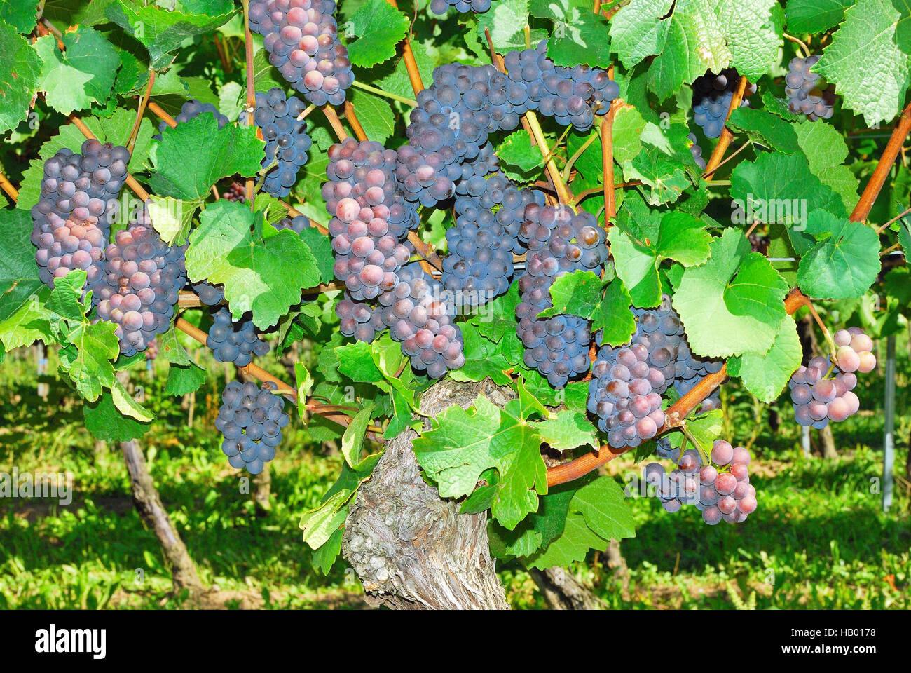 Baden baden black forest hi-res stock photography and images - Alamy