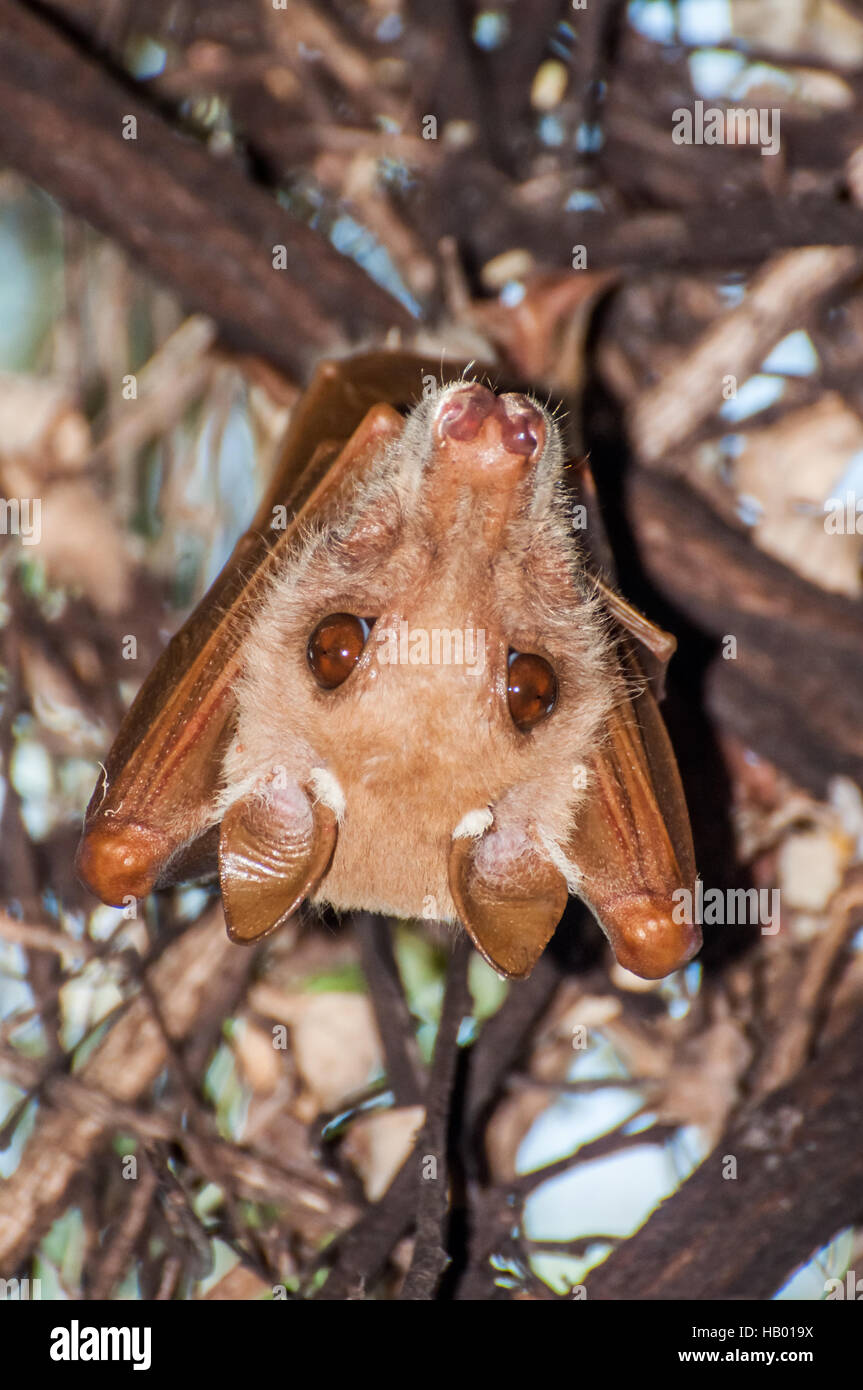 Dark patagium hi-res stock photography and images - Alamy