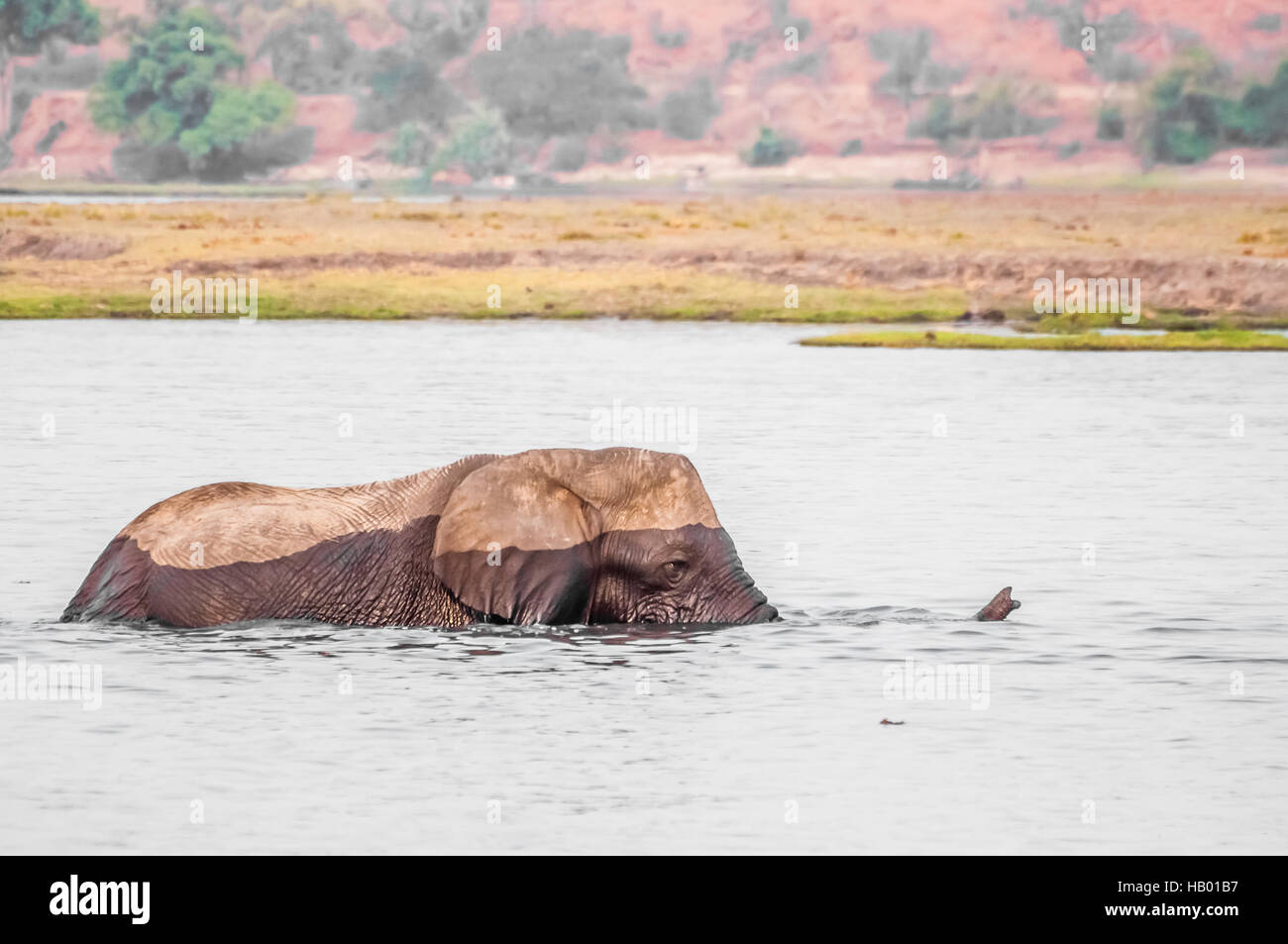 Elephant in the River Stock Photo - Alamy