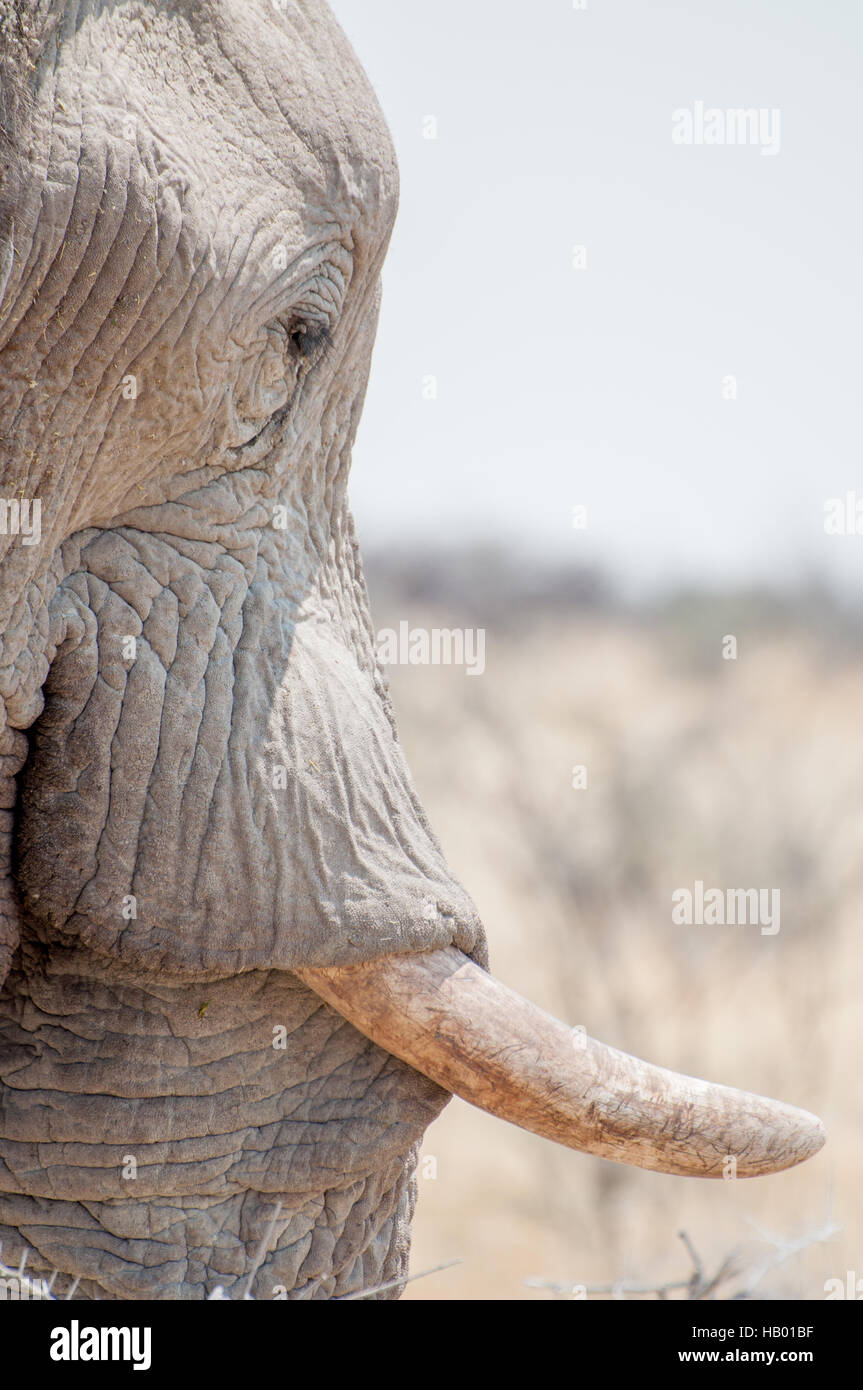 Head of an Elephant Stock Photo - Alamy