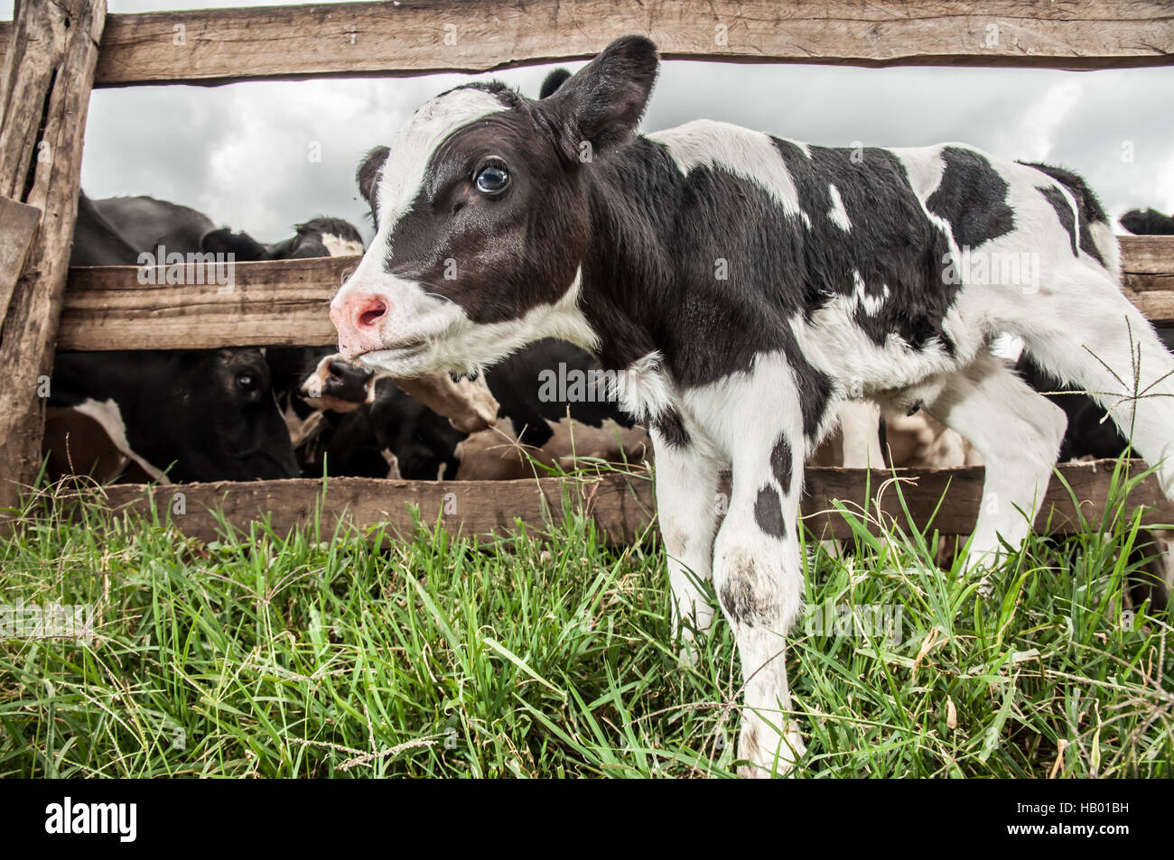 Jersey kenya hi-res stock photography and images - Alamy