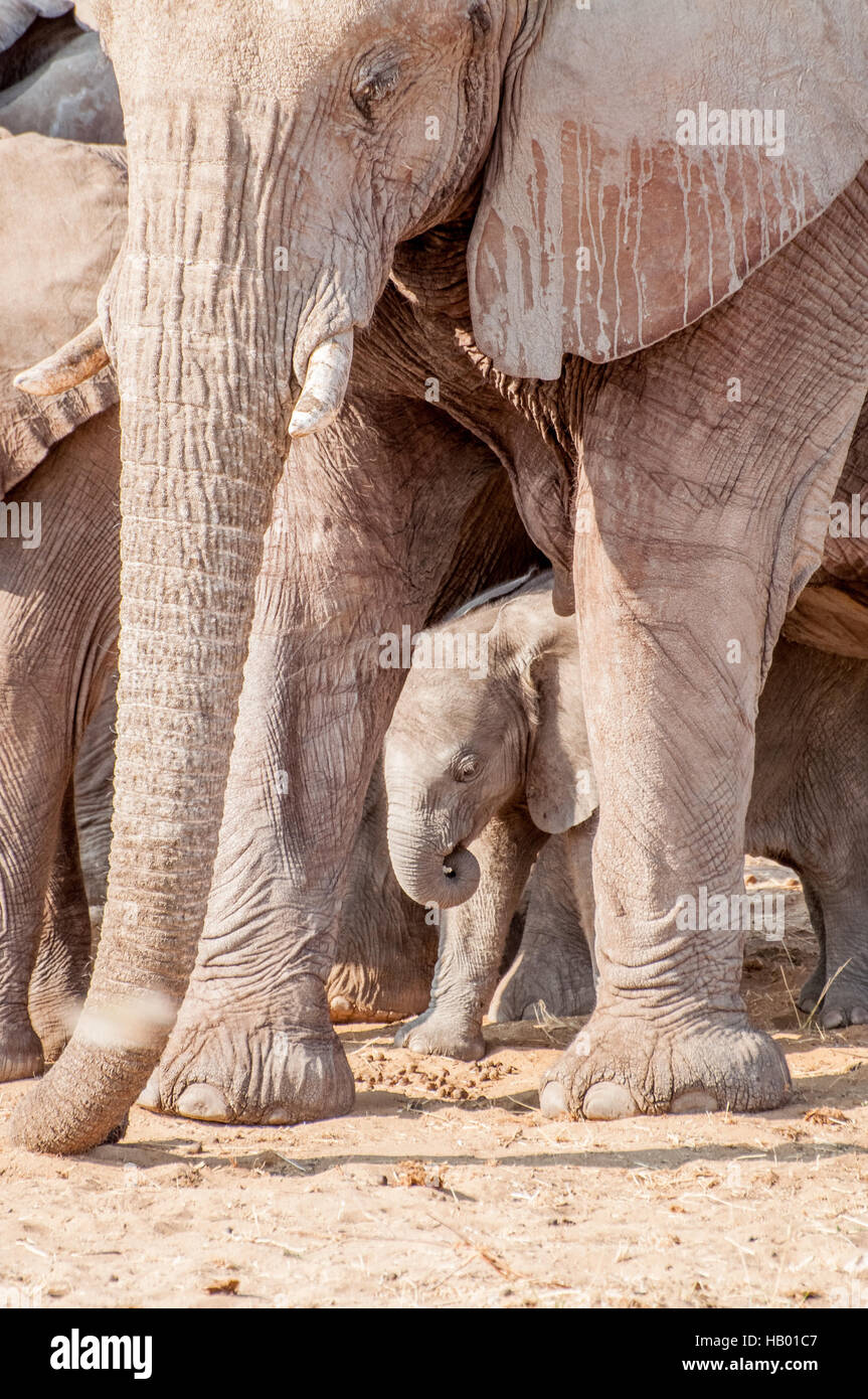 Elephant baby mother help hi-res stock photography and images - Alamy