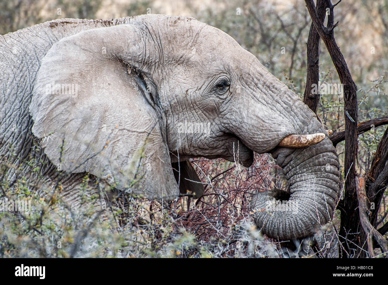 African elephant trunk grabbing hi-res stock photography and images - Alamy