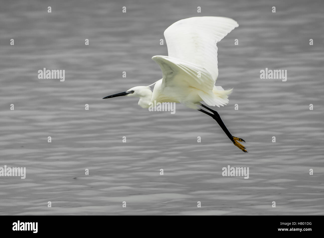 Egret in Flight Stock Photo - Alamy
