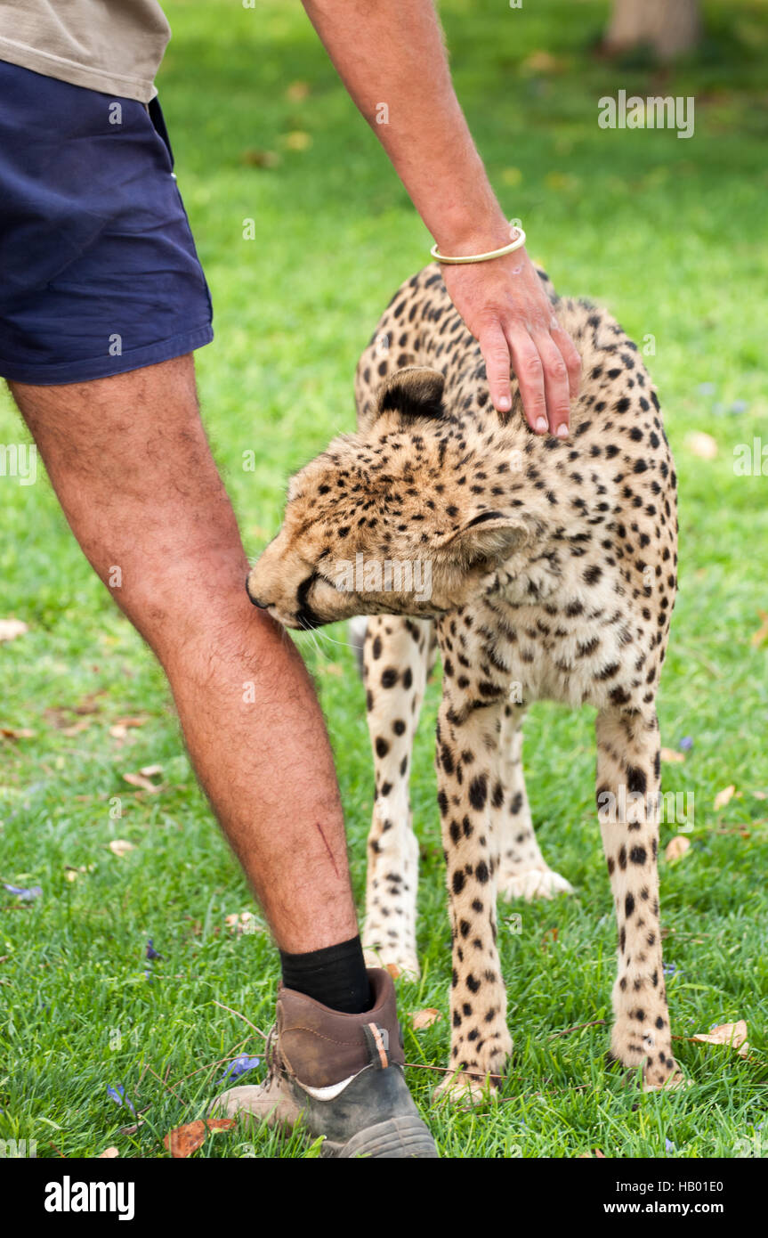 Tame cheetah hi-res stock photography and images - Alamy