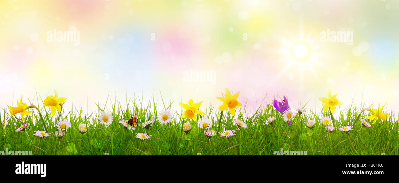 Green grass and colorful spring flowers Stock Photo - Alamy
