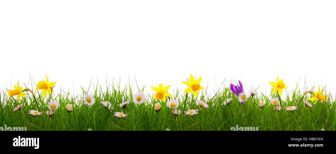 Green grass and colorful spring flowers Stock Photo - Alamy