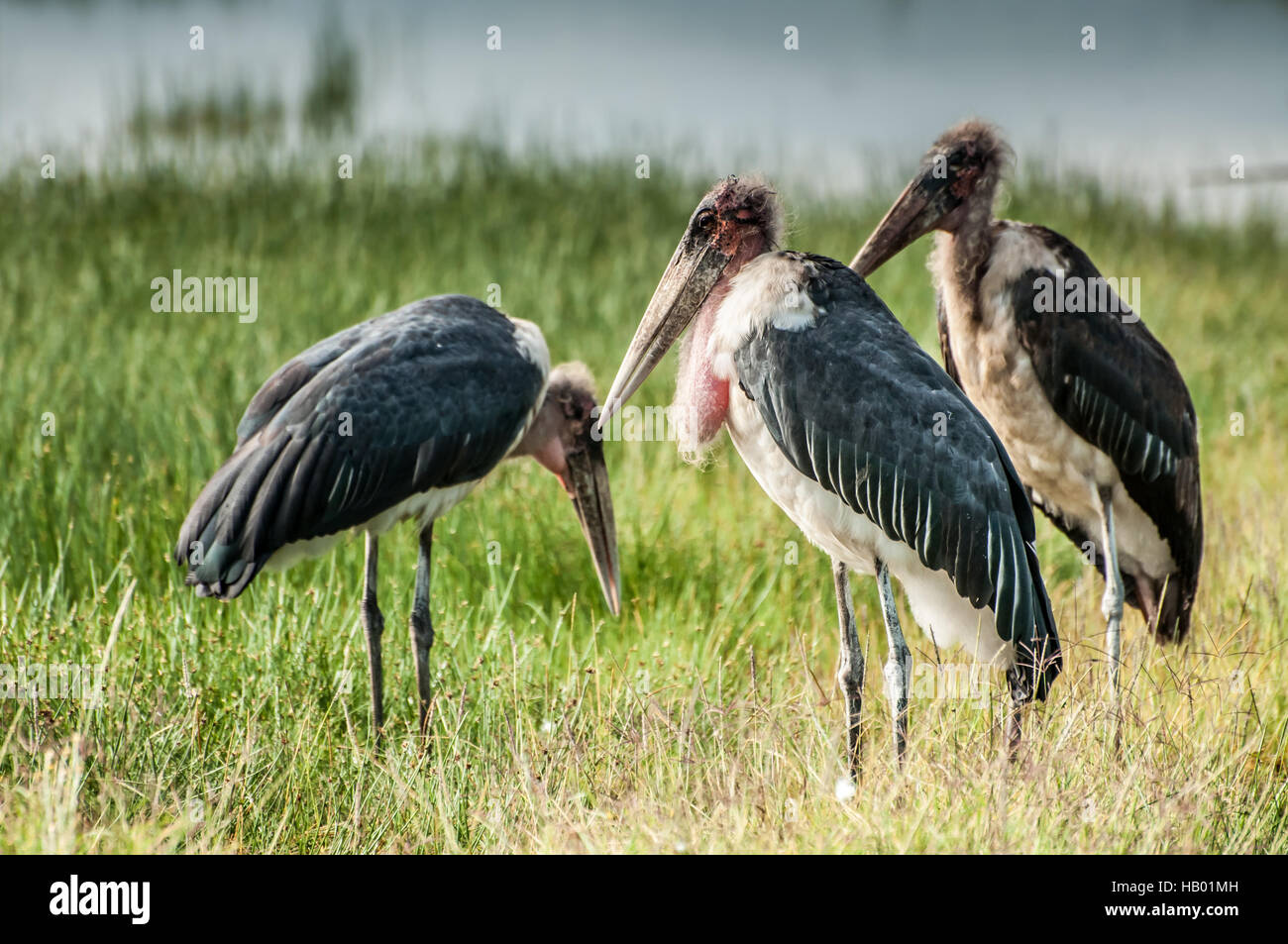 Three Marabou Storks Stock Photo - Alamy