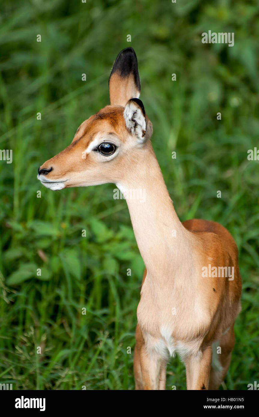 Baby impala hi-res stock photography and images - Alamy