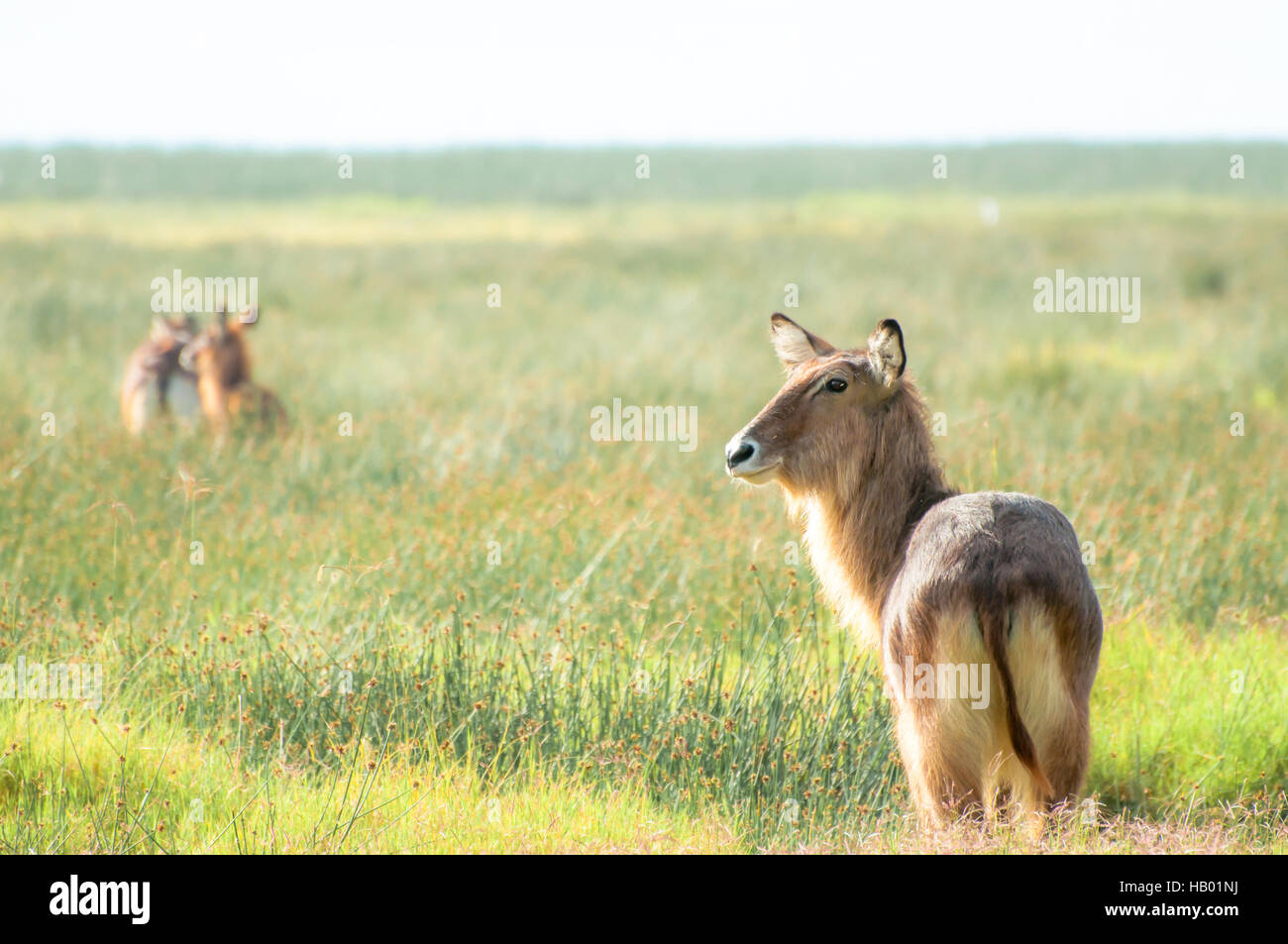 Running waterbuck hi-res stock photography and images - Alamy