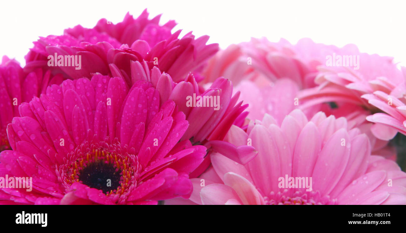 Pink gerbera flowers isolated Stock Photo - Alamy