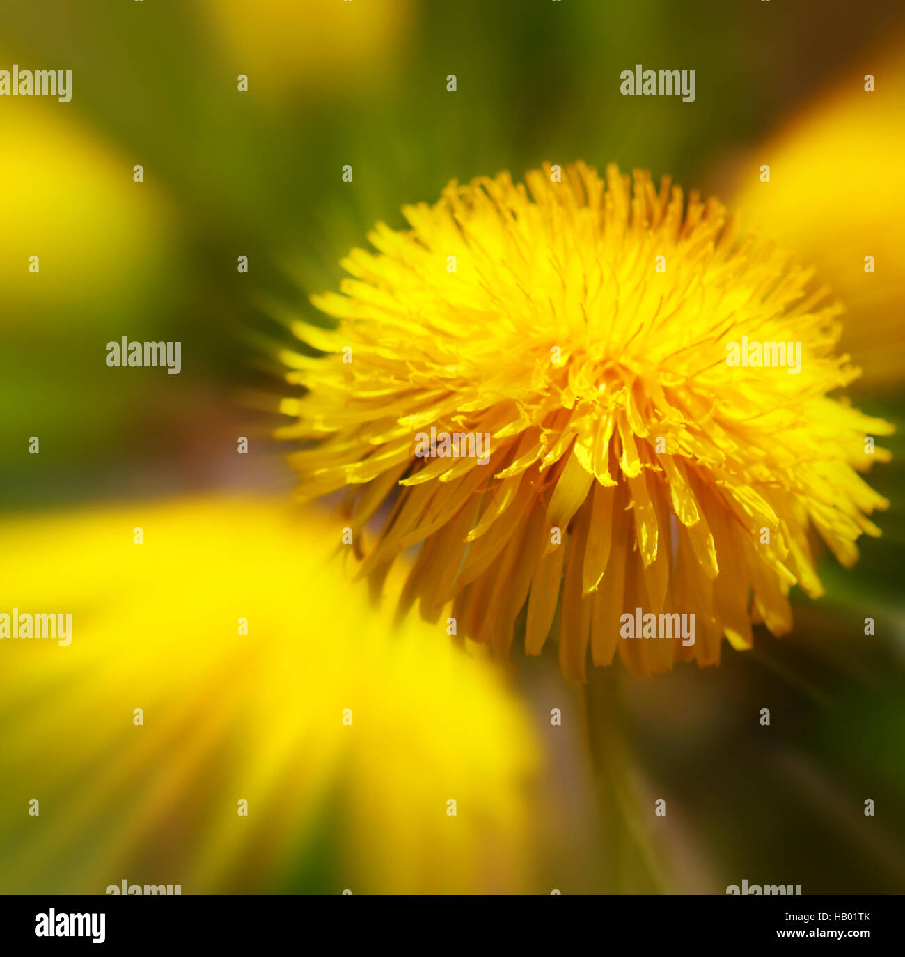 Yellow dandelion isolated Stock Photo - Alamy
