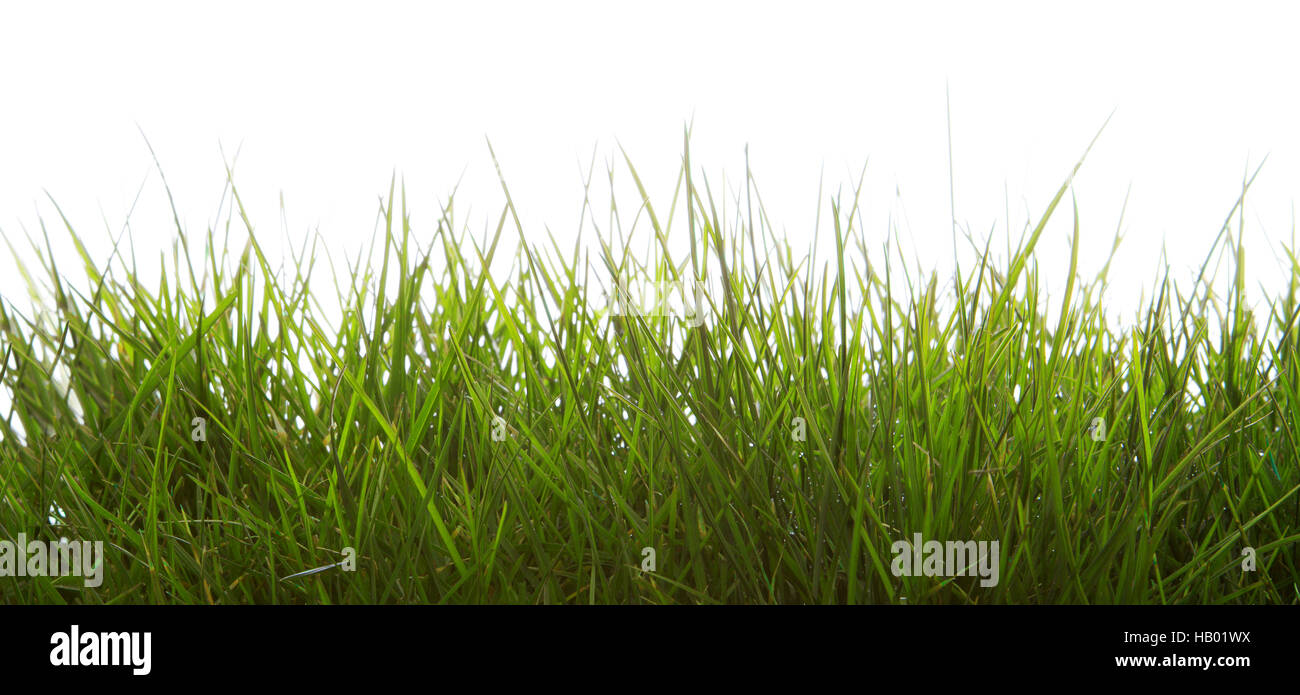 Grass isolated hi-res stock photography and images - Alamy