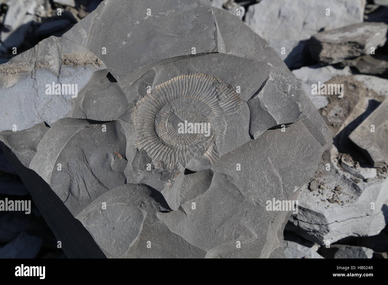Deep sea fossils hi-res stock photography and images - Alamy