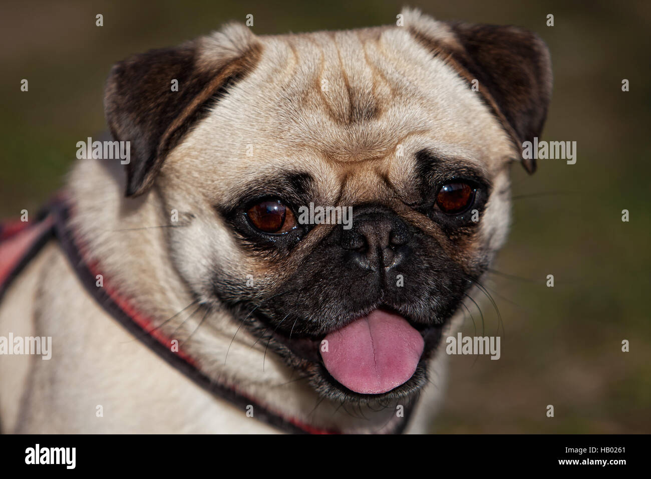 Pug nose hi-res stock photography and images - Alamy