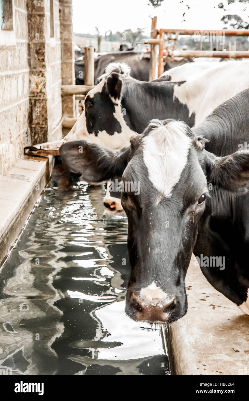 Cattle drinking trough hi-res stock photography and images - Alamy
