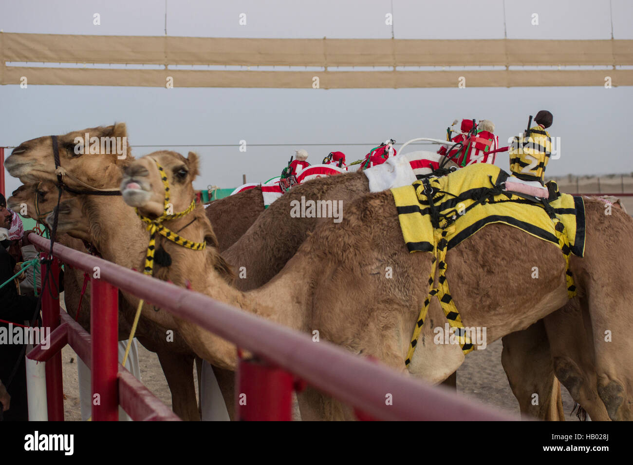 Robot jockeys astride saddles on camels at the starting gate in a camel ...