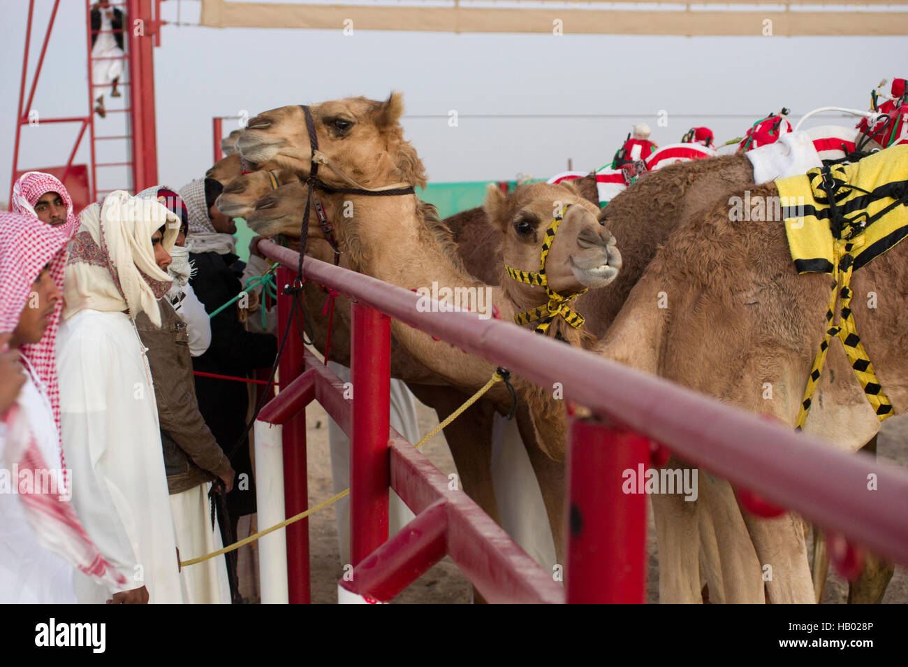 Trainers inspecting their camels at the starting gate before the camel ...