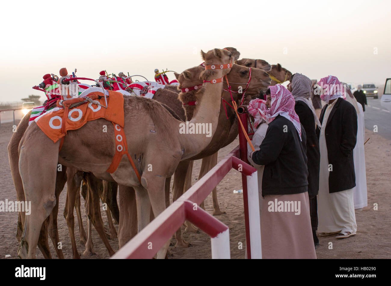 Trainers inspecting their camels at the starting gate before the camel ...