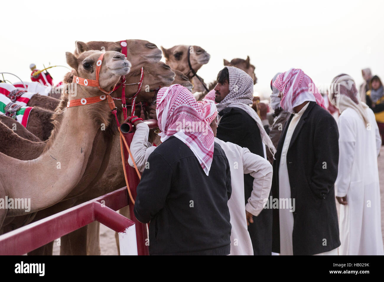 Trainers inspecting their camels at the starting gate before the camel ...