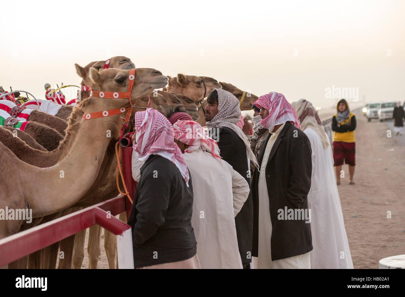 Oman camel racing hi-res stock photography and images - Alamy
