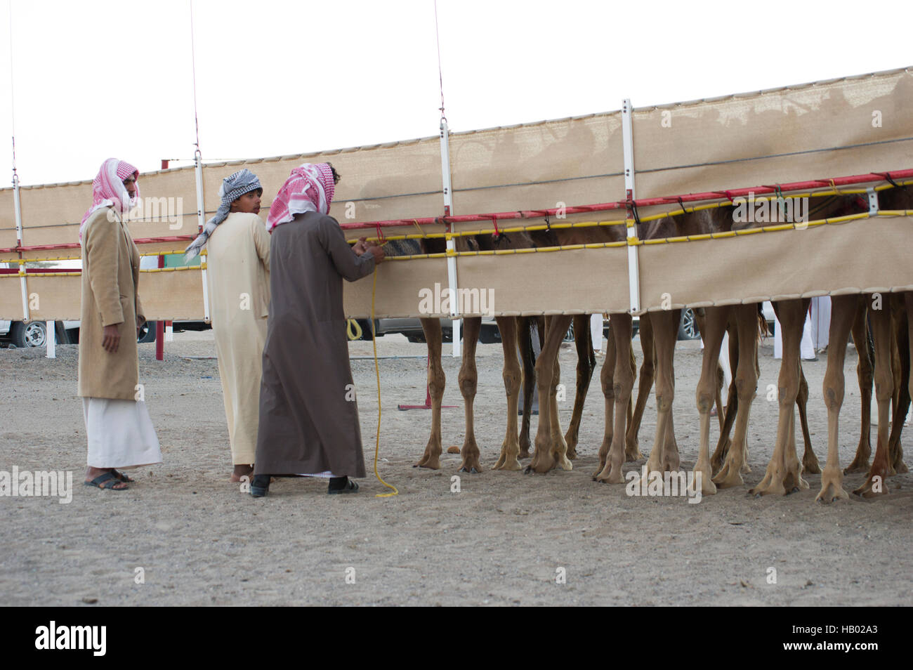 Camel legs behind the starting gate canvas. Three men prepare to start ...