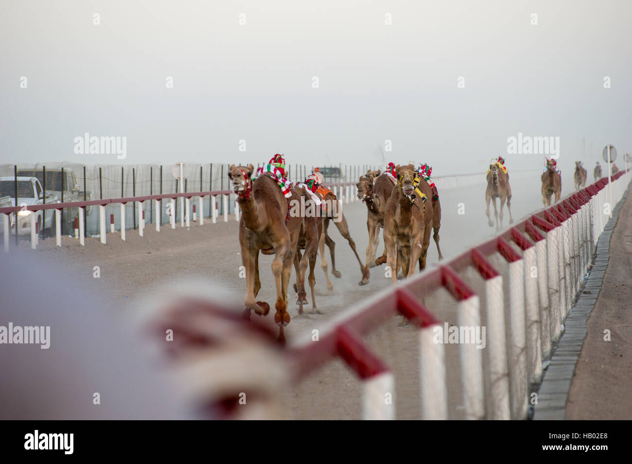 Camels with robot jockeys thundering down the racetrack flanked by SUVs ...
