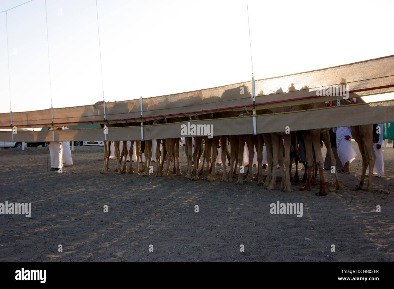 Camel legs behind the starting gate canvas. Men ready the camels to ...