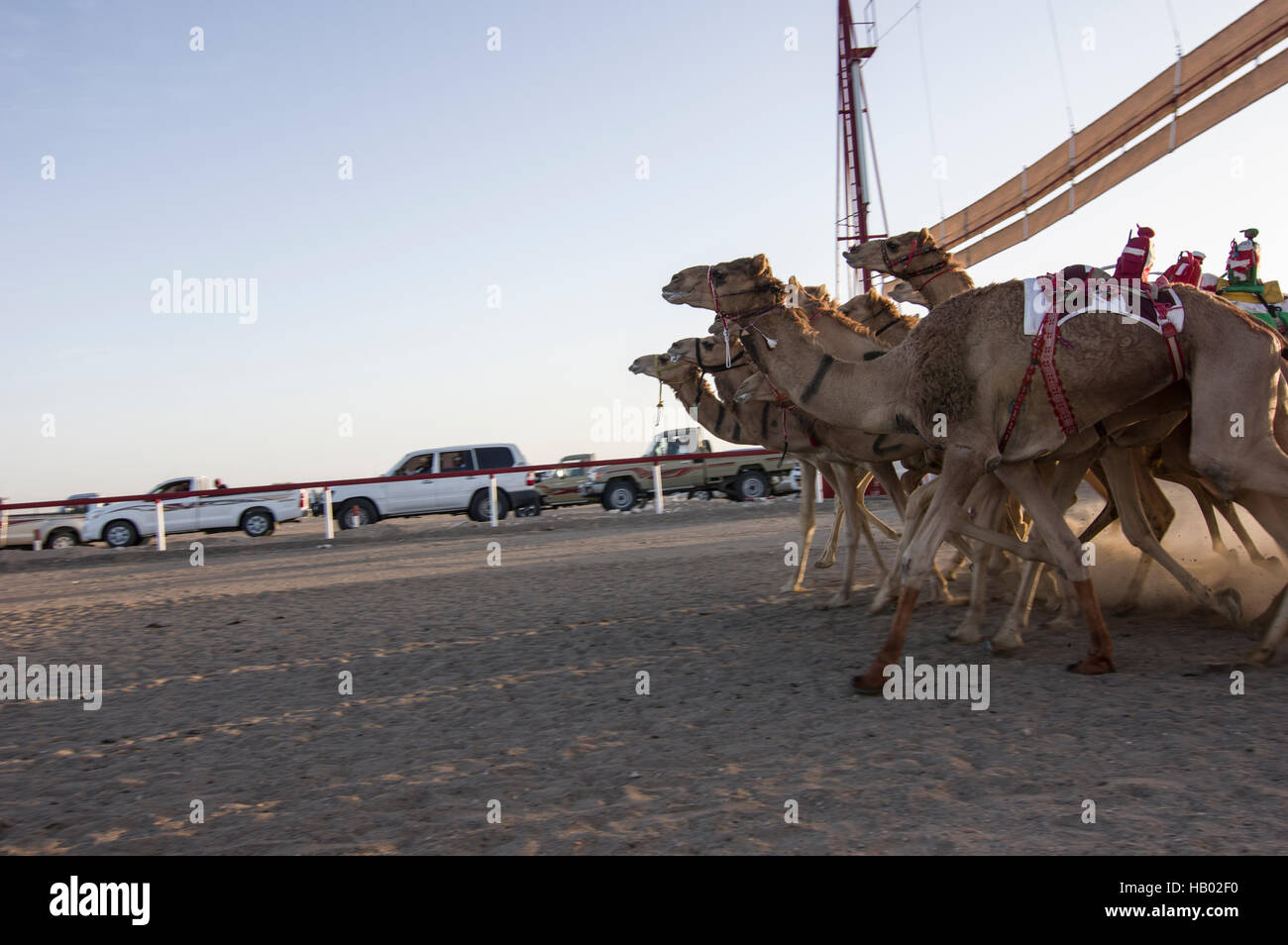 Camels with robot jockeys bolt from the starting gate on a camel ...