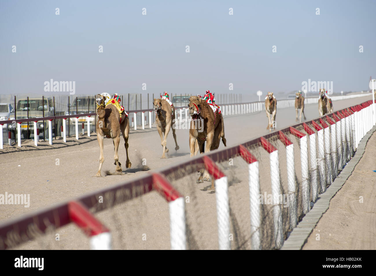Camels wearing brightly coloured robots on their backs competing at a ...