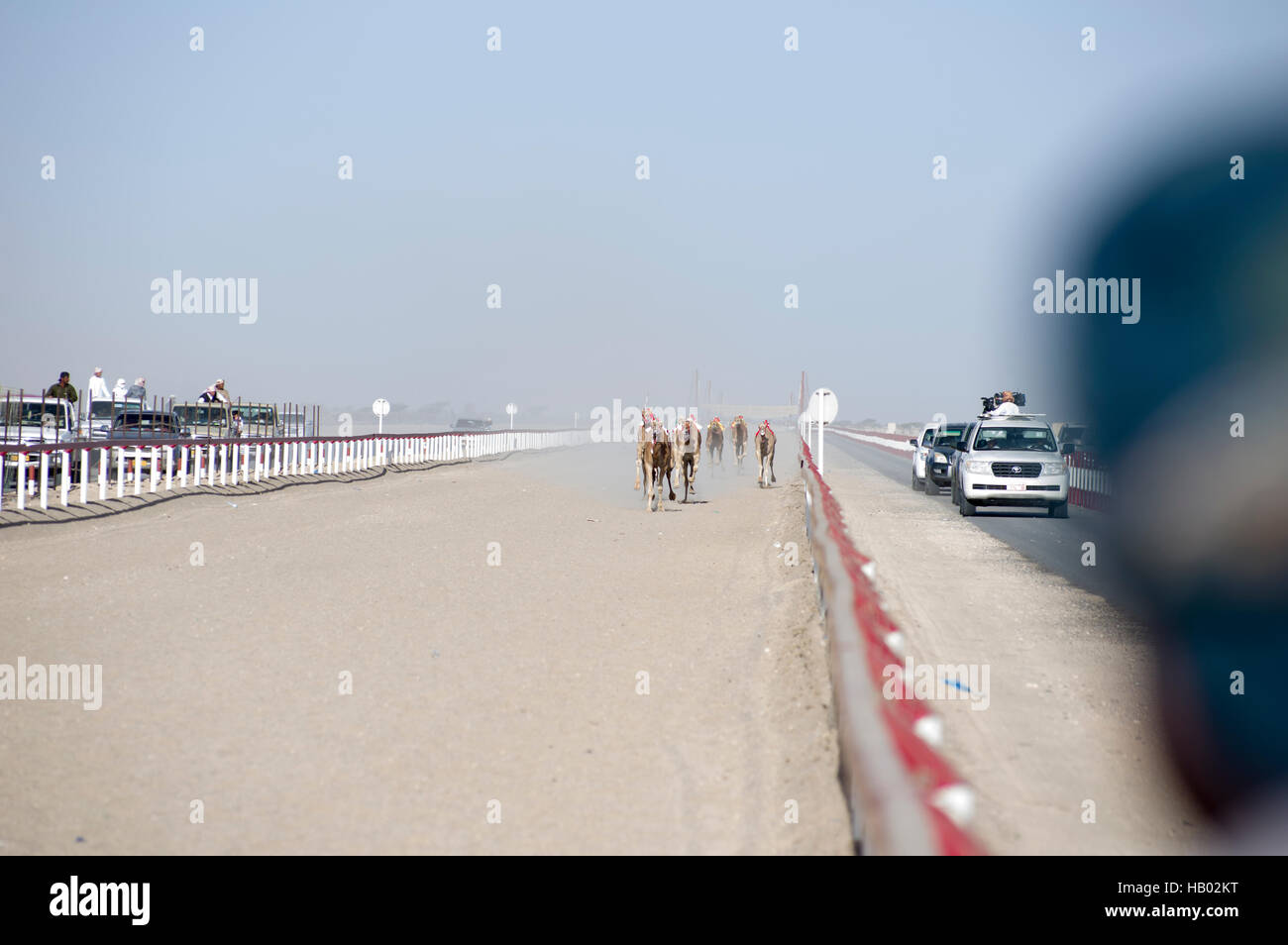 Camels nearing the finish line during a camel race in the Omani desert ...