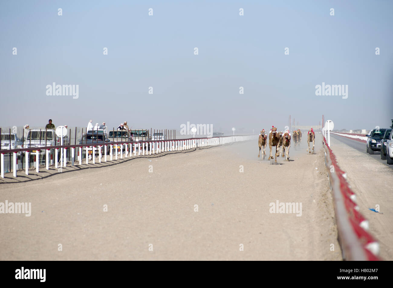 Camels nearing the finish line during a camel race in the Omani desert ...