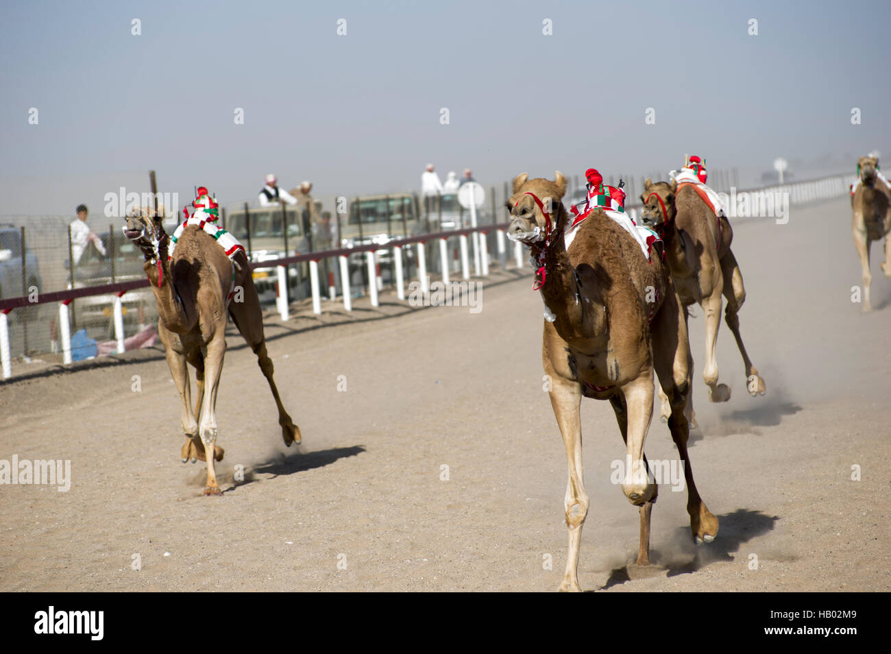 Camels nearing the finish line during a camel race in the Omani desert ...