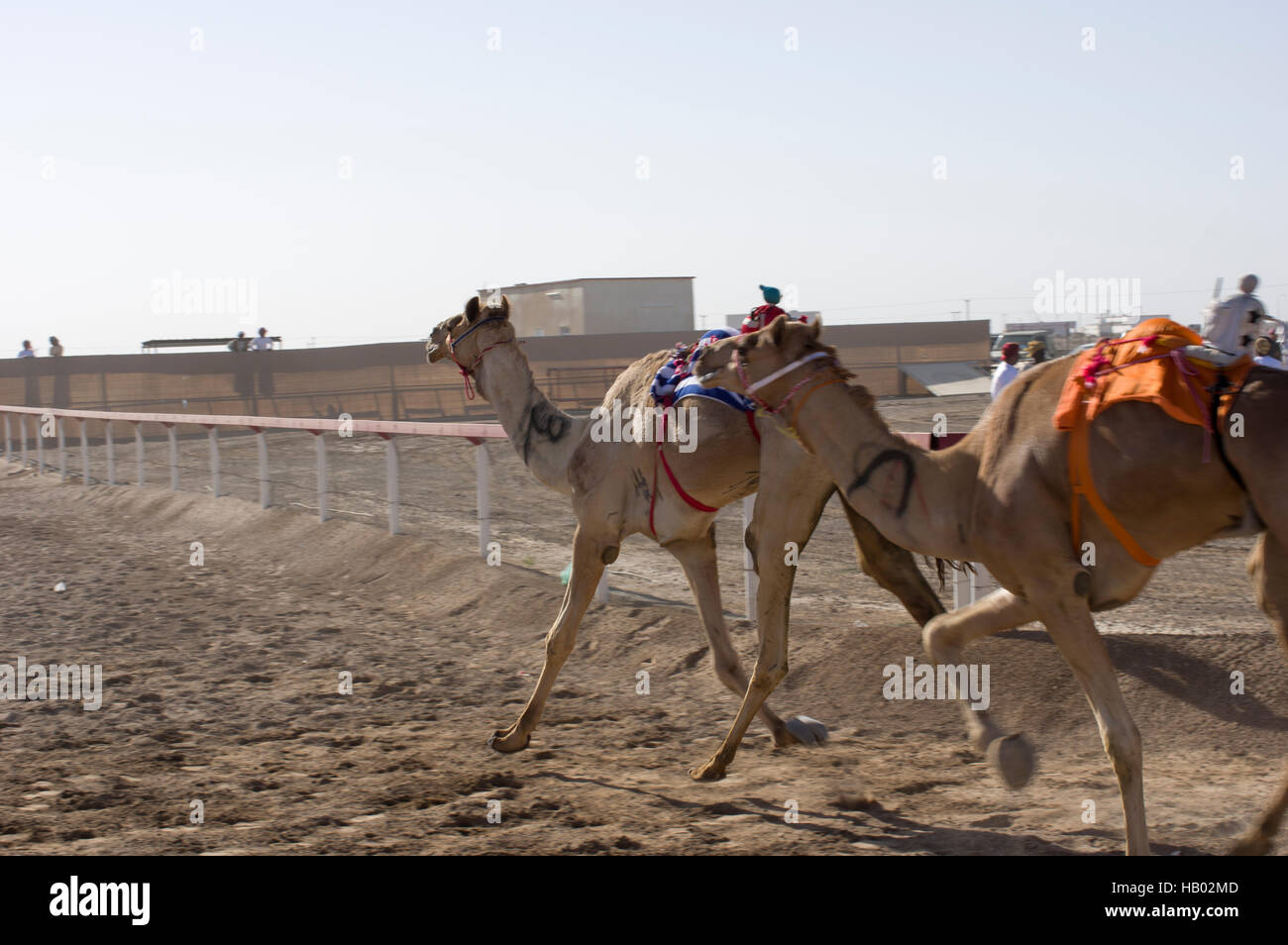 Camels wearing robots on their backs competing at a camel race in the ...