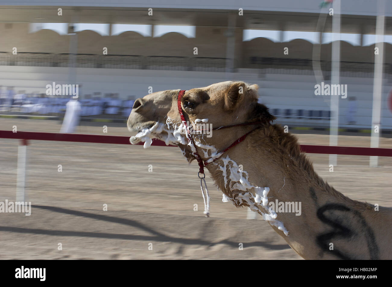 A frothy mouthed camel crossing the finish line in the Omani desert ...