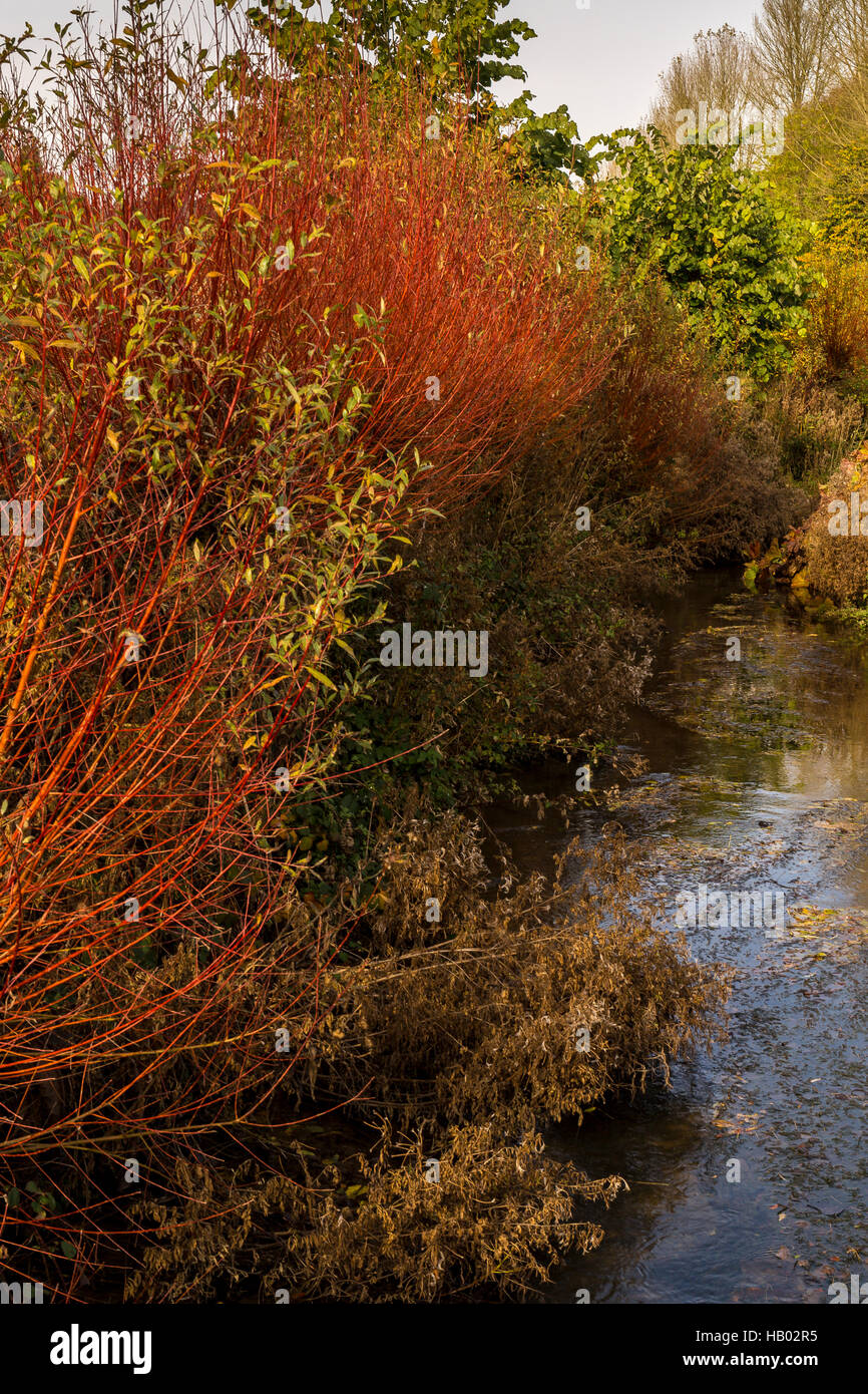 River Coln near Yanworth Stock Photo - Alamy