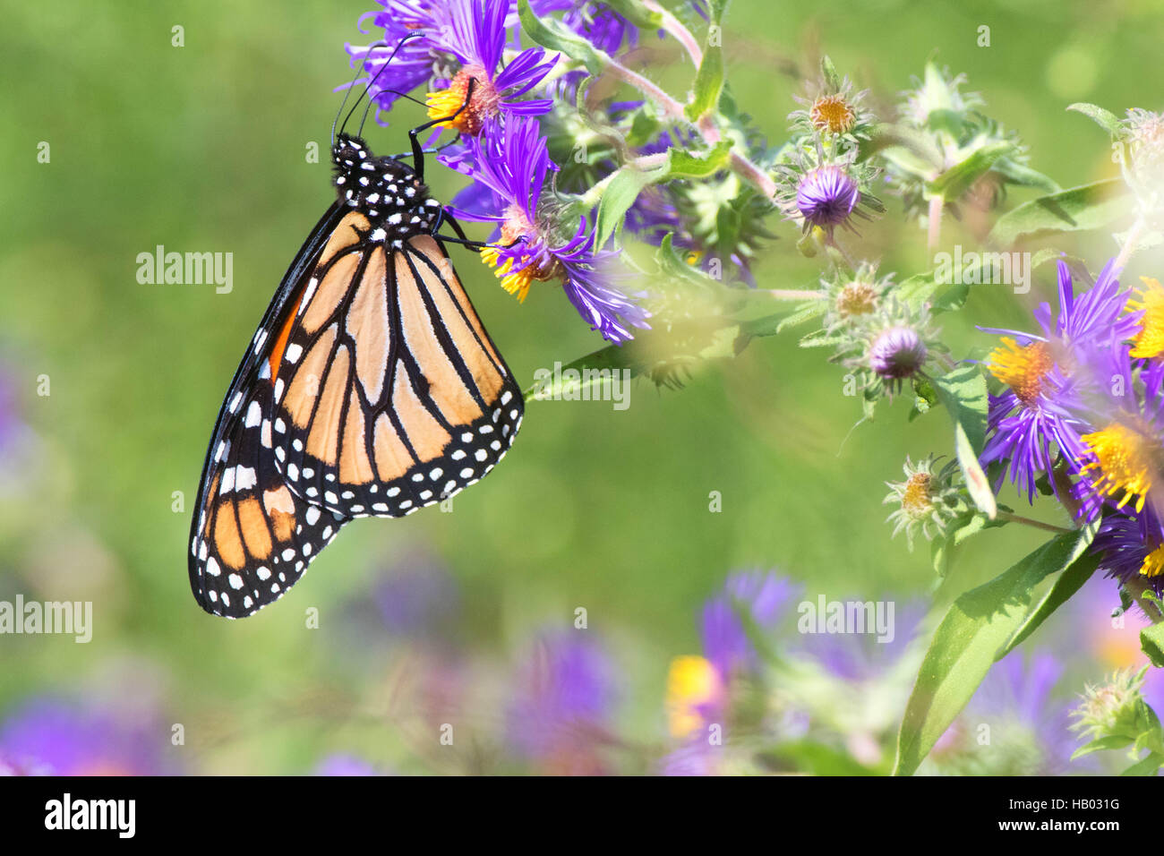 Monarch butterfly purple flower hi-res stock photography and images - Alamy
