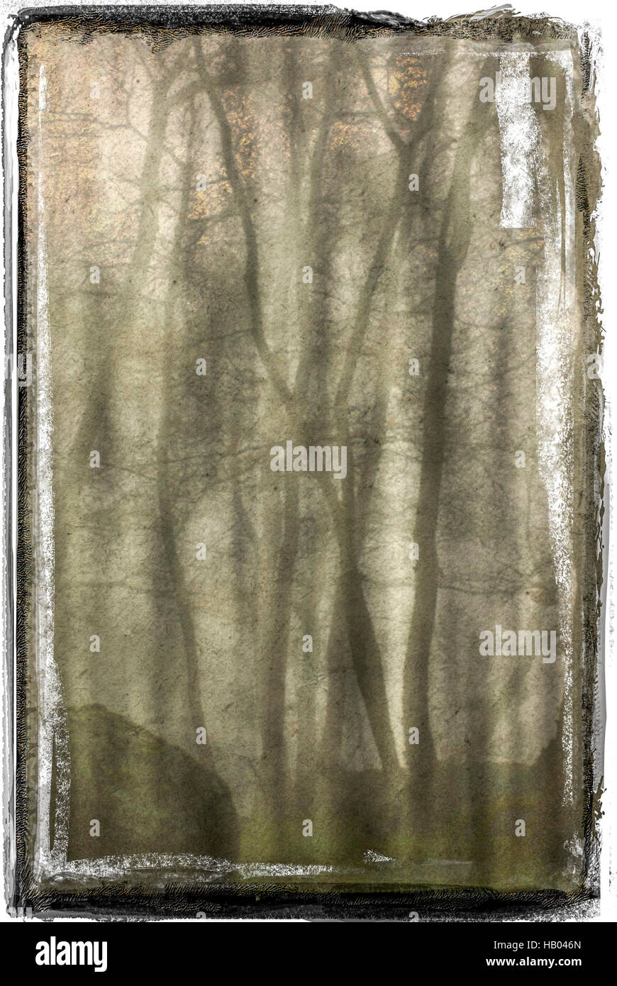 Blurred patten of trees in a forest Stock Photo - Alamy